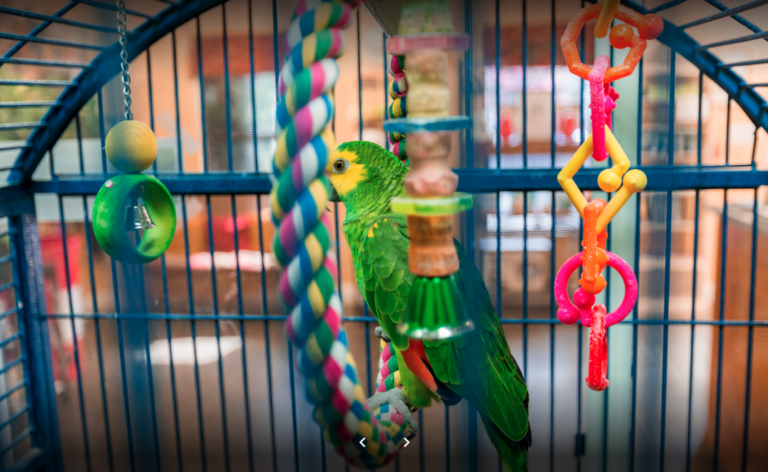 Fur and Feathers Luxury Pet Resort - Boarding